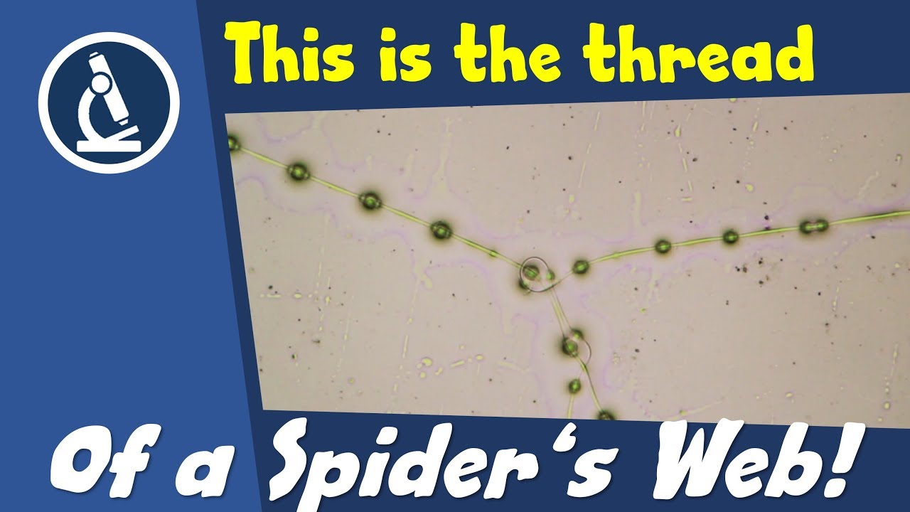 Spider Web Under Microscope: You Won't Believe What's Hiding!