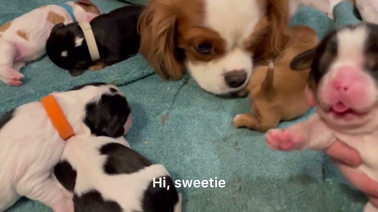 Taking a Closer Look at our Young Puppies & their Emerging ...