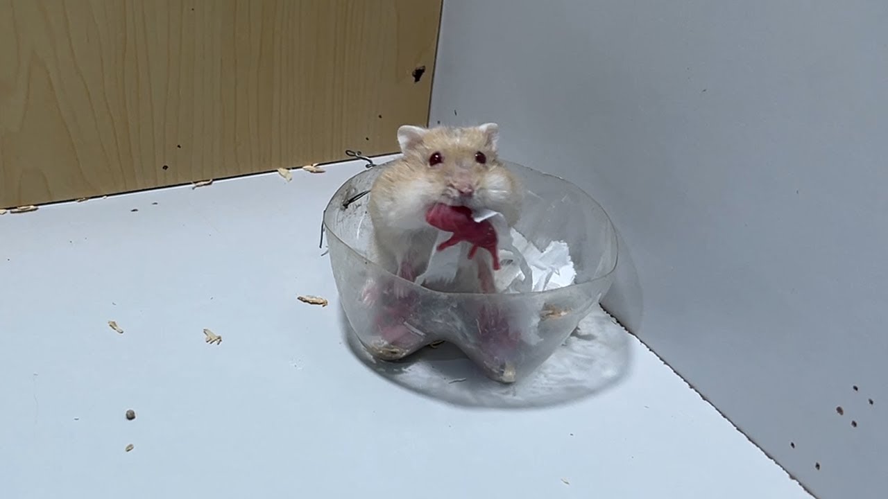 Cute Hamster : The cries of newborn hamsters and the strange actions of ...