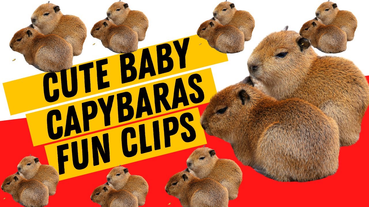 Baby Capybara Cute Video Compilations - Baby Capybara Fun Facts - YouTube