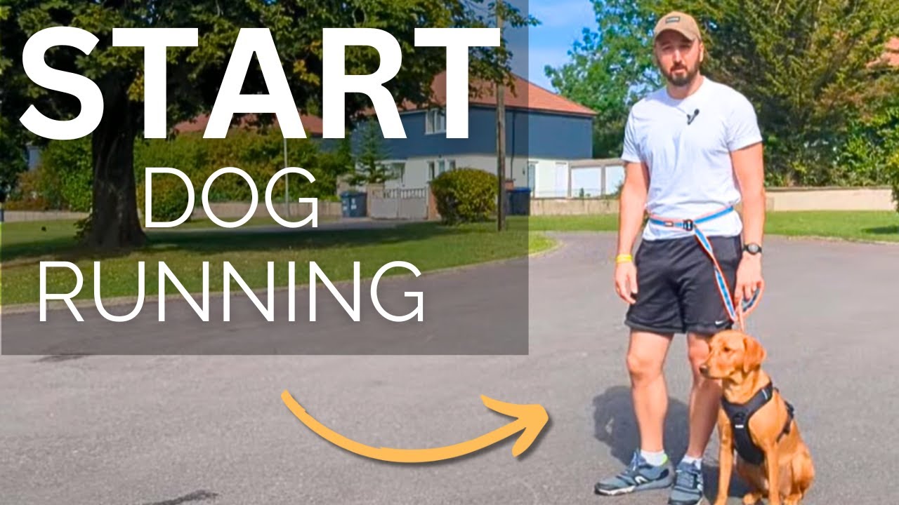 Learn how to start running with your dog - for your fitness and your ...
