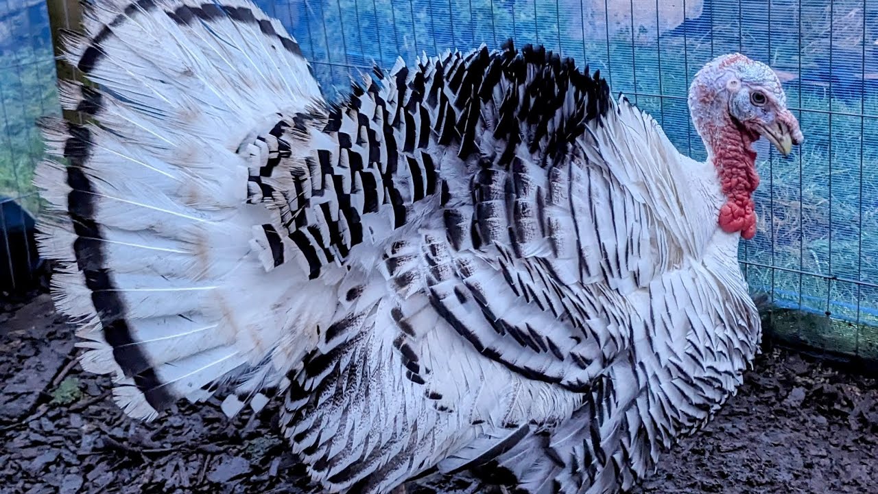 Male Turkey Meeting Females For The Very First Time! 🦃🦃🦃🤍🤍🤍 - YouTube