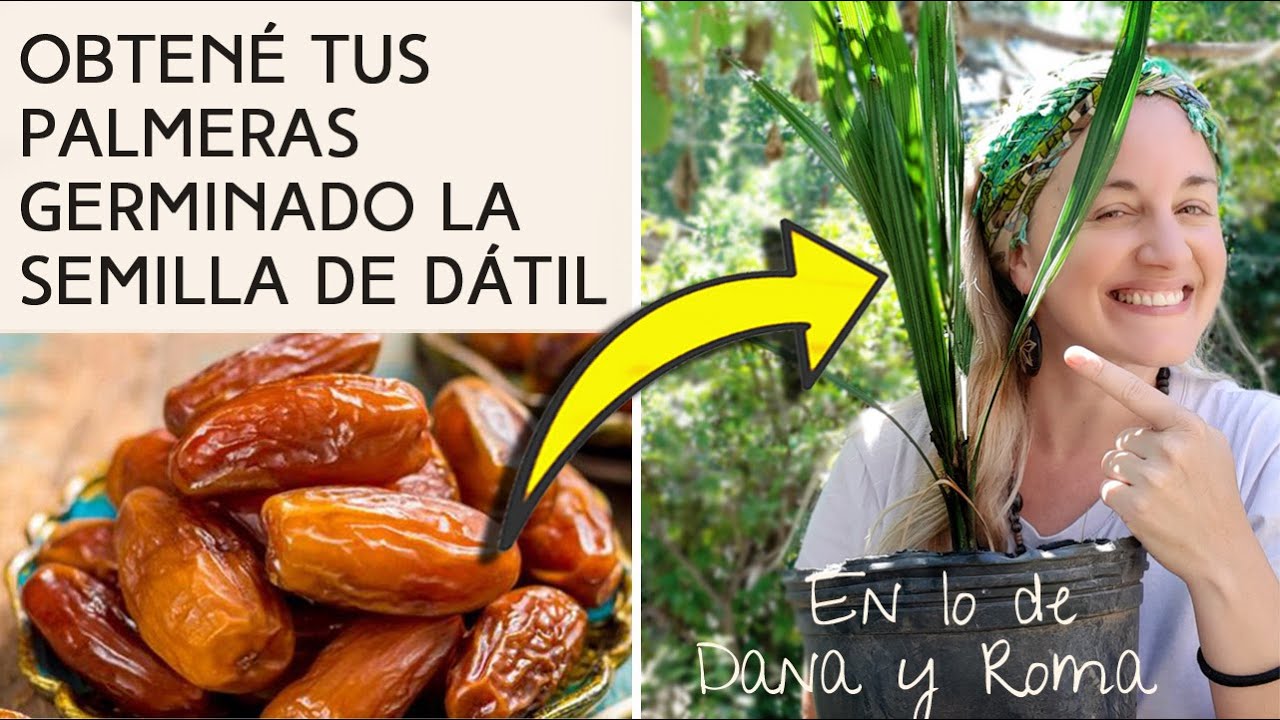 Germiná Semillas de DÁTILES para tener tus propias PALMERAS!! 🌴🌴 - YouTube