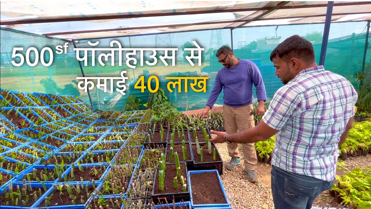 50 हजार लगाकर 40 लाख की कमाई Poly house Net Grafting green nursery ...