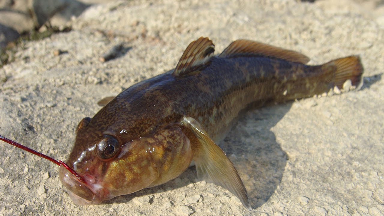 Grundeln im Rhein: Tipps zum Grundangeln mit Naturködern - YouTube