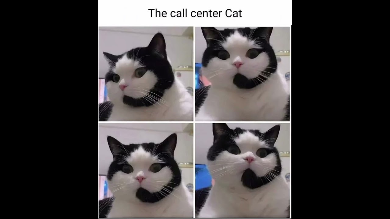 Call Center Cat Meme