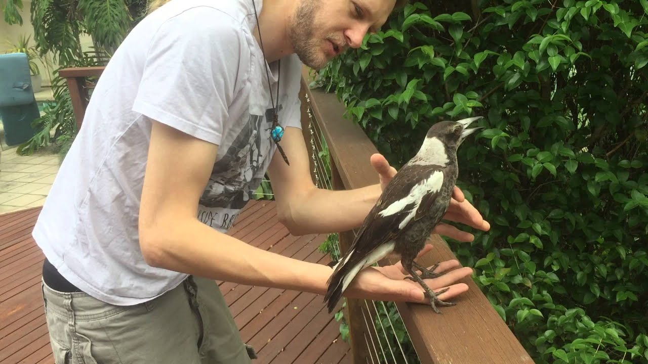 Phoenix the Magpie Whisperer - YouTube
