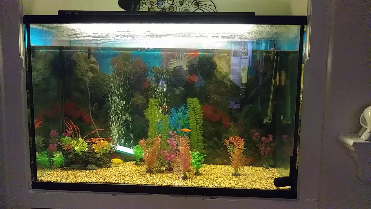 California 7.1 Earthquake Shaking 120 Gallon Fish Tank, 150 miles from ...