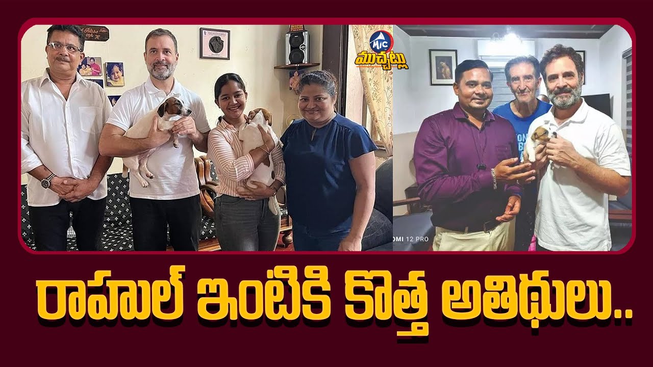 రాహుల్‌ ఇంట అతిథులు.. | Rahul Gandhi Brings Home Jack Russell Terrier ...