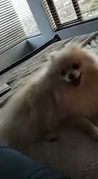 Crazy doggo - YouTube