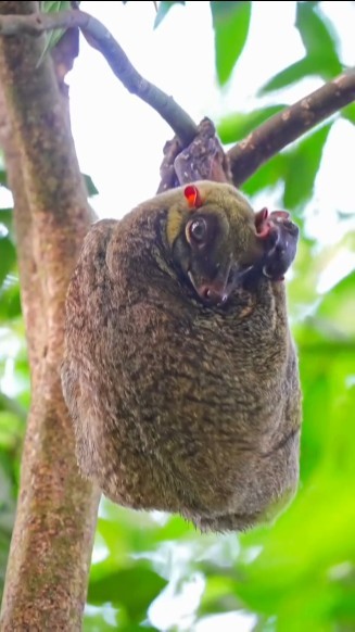 EPIC Flying Sunda Colugo in the Wild! [2024] - YouTube