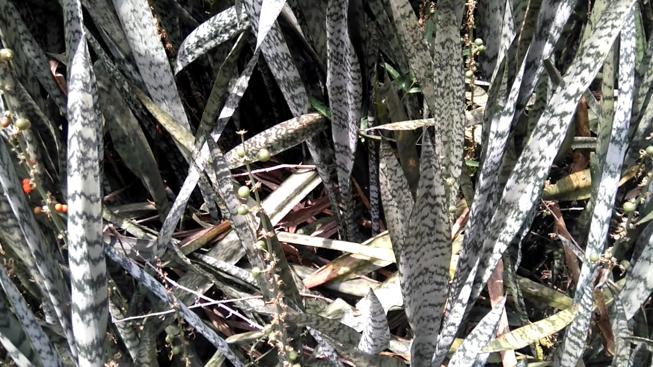 Snake plant, Viper's Bowstring Hemp. Have Fruits - YouTube