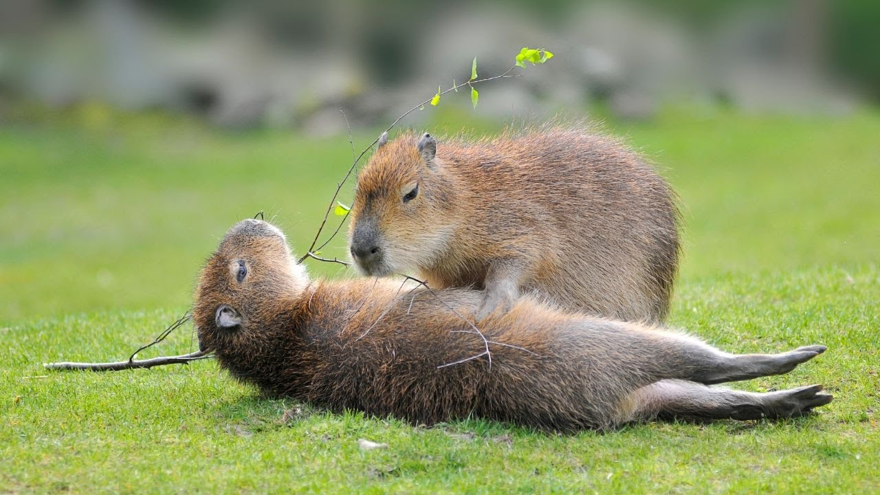 Where to Buy a Capybara - YouTube