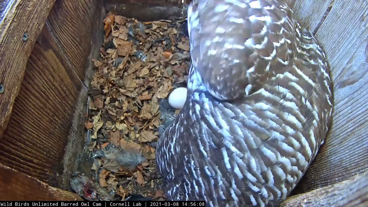 Barred Owl Eggs Nesting Habits Of Great Horned And Barred Owls | The