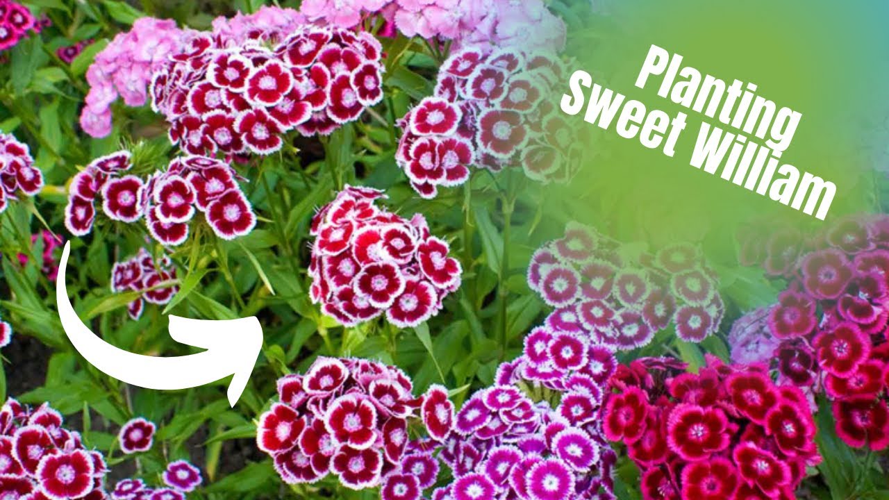 Planting Sweet William Seedlings - YouTube