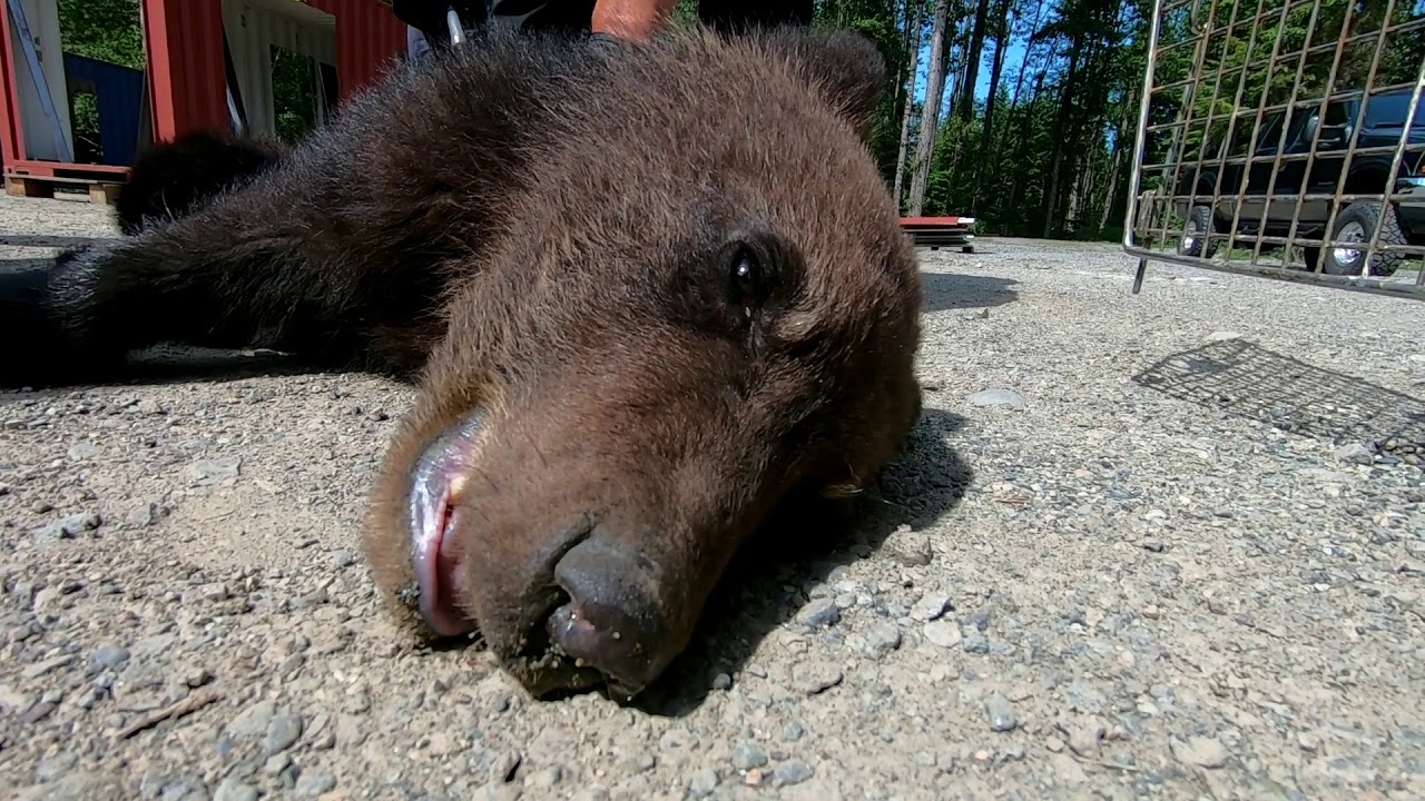 Grizzly Bear Cubs Tranquilized - Kitimat, B.C. Please Like & Subscribe ...