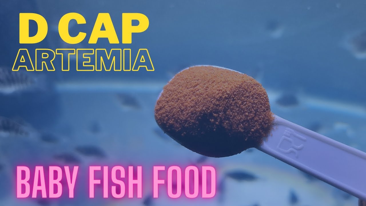 Fish Food For Baby Fish / Artemia / D Cap / How To Prepare Fish Food ...