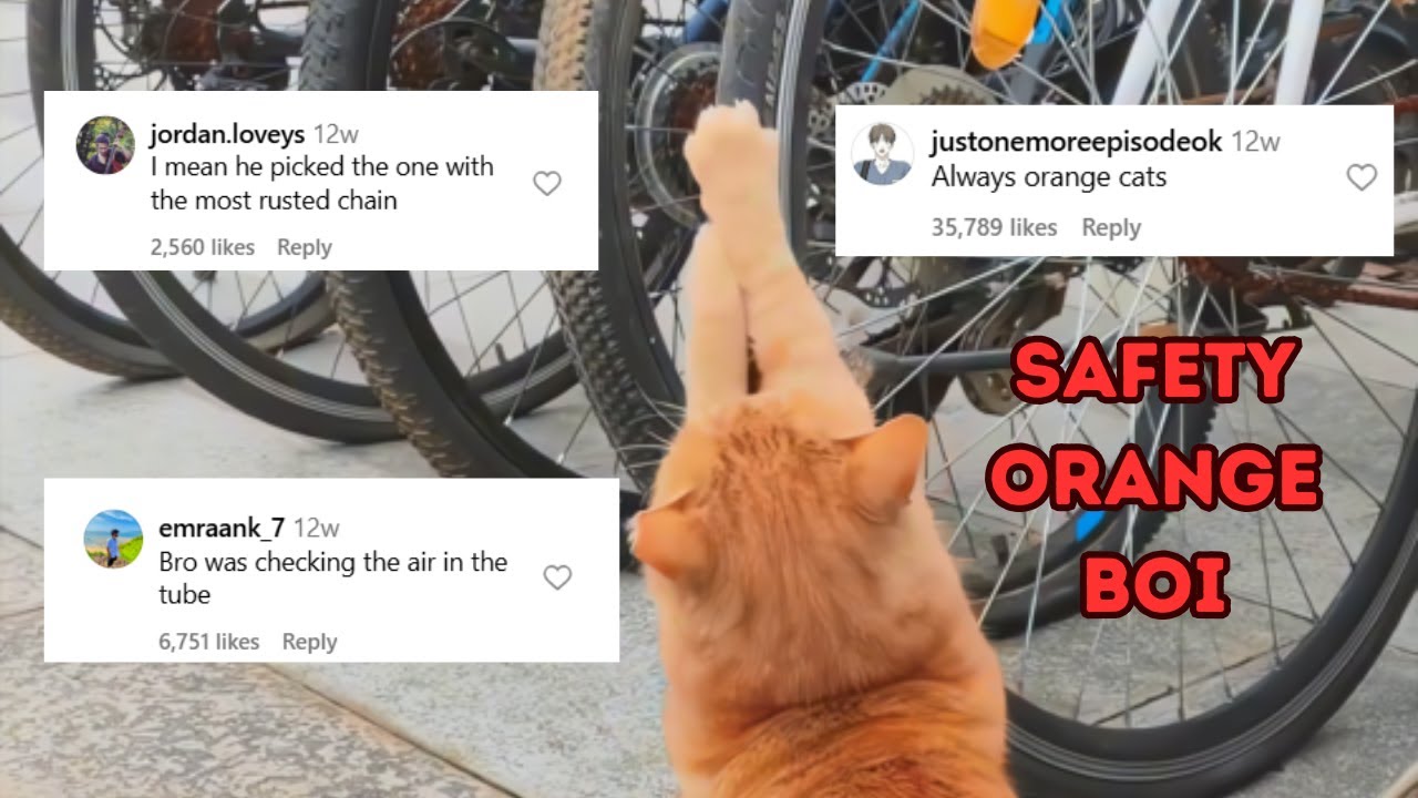 Always orange cats... — CHAT MUSIC - YouTube Music