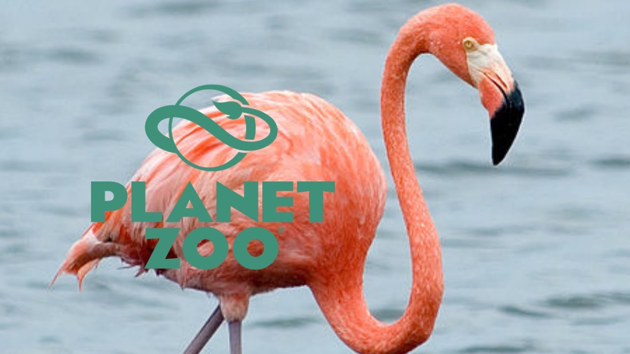 American Flamingo Habitat Speed build: Planet Zoo (Remaster) - YouTube