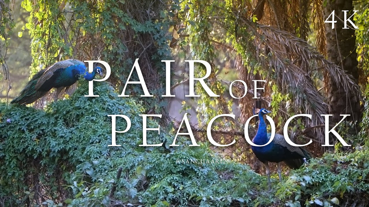 PAIR OF PEACOCK | PEACOCKS | ZOO | WILD LIFE | - YouTube