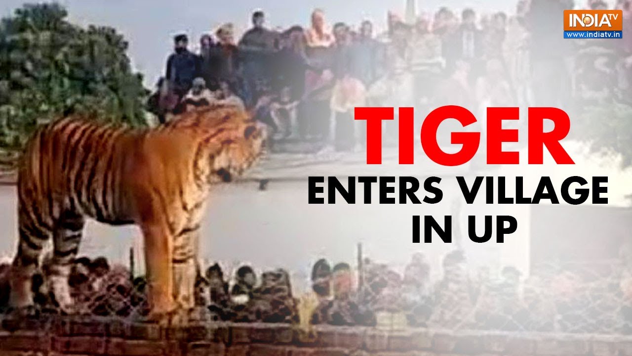 Tiger enters village in UP's Pilibhit | People try to catch tiger ...