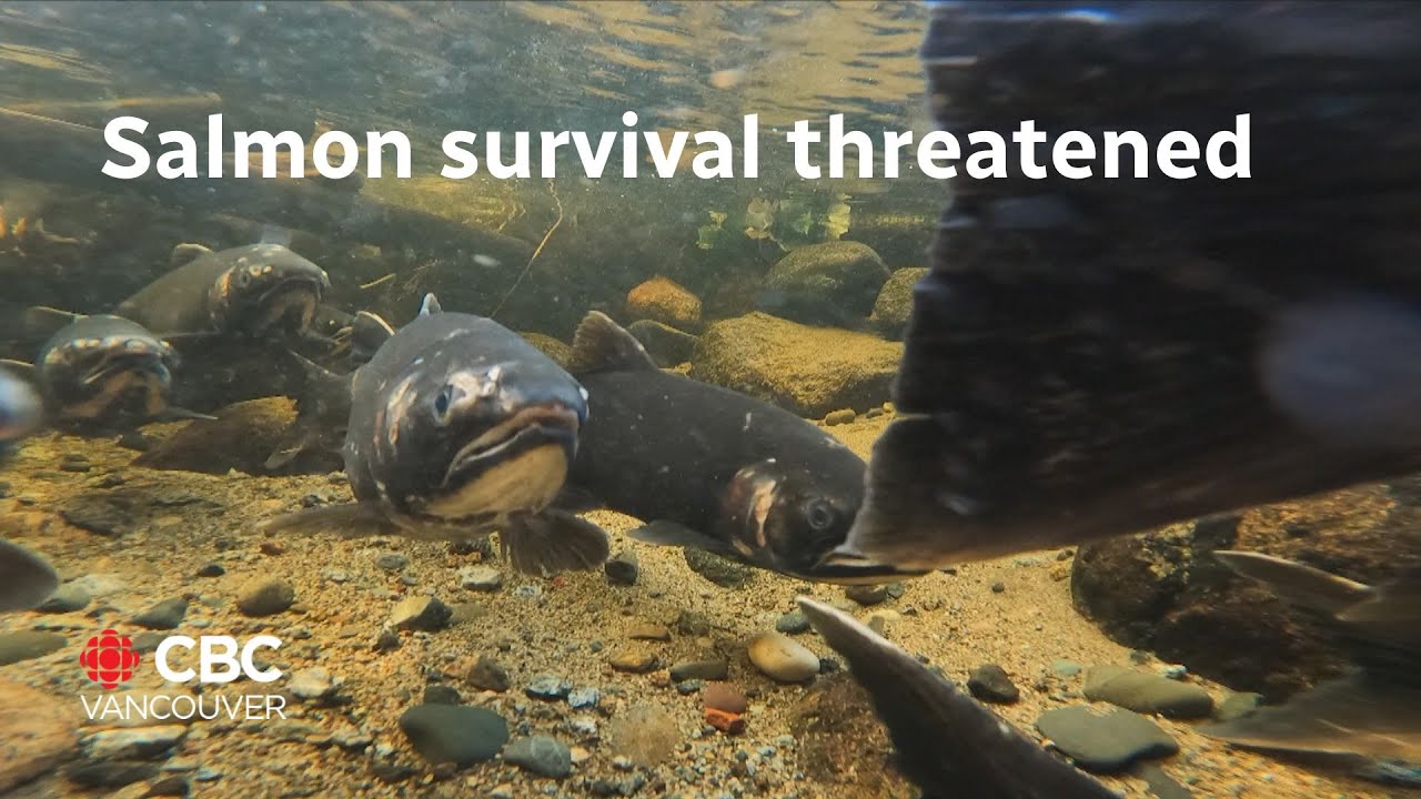 Salmon survival at risk after years of heat and drought, experts warn ...