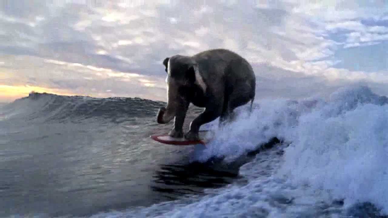 Surfing Elephant! - YouTube