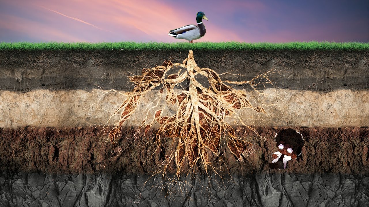 Eldritch horror Duck Tendrils - SCP 2384 - YouTube