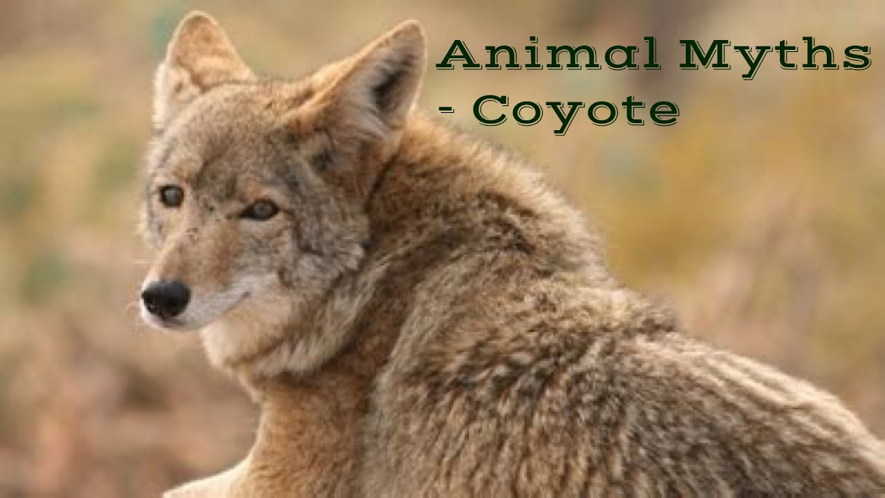 Animal Myths- Coyote - YouTube