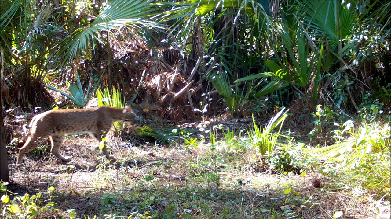 Bobcats in Florida - YouTube