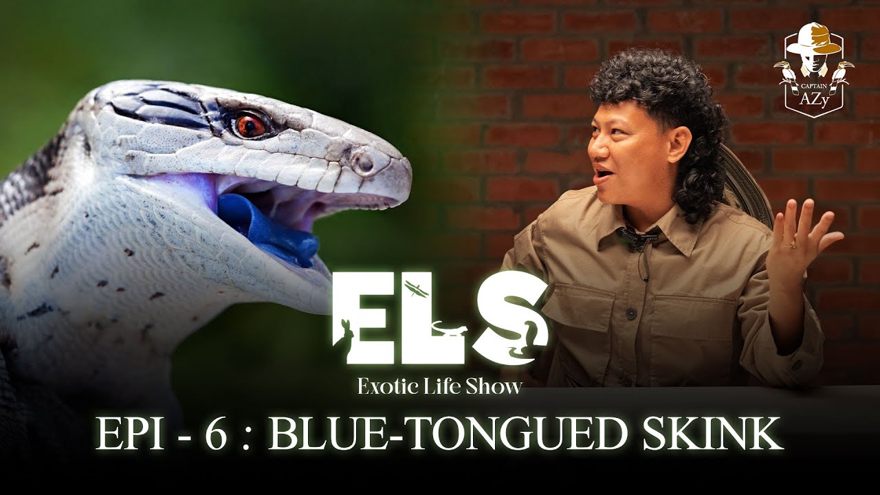 Exotic Life Show (ELS) | Episode - 6 : Blue Tongued Skink 🦎 - YouTube
