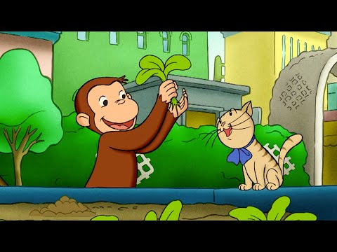 ¡Jorge ayuda a cultivar verduras! 🥕🙉| Jorge El Curioso | Dibujos Animados en Español