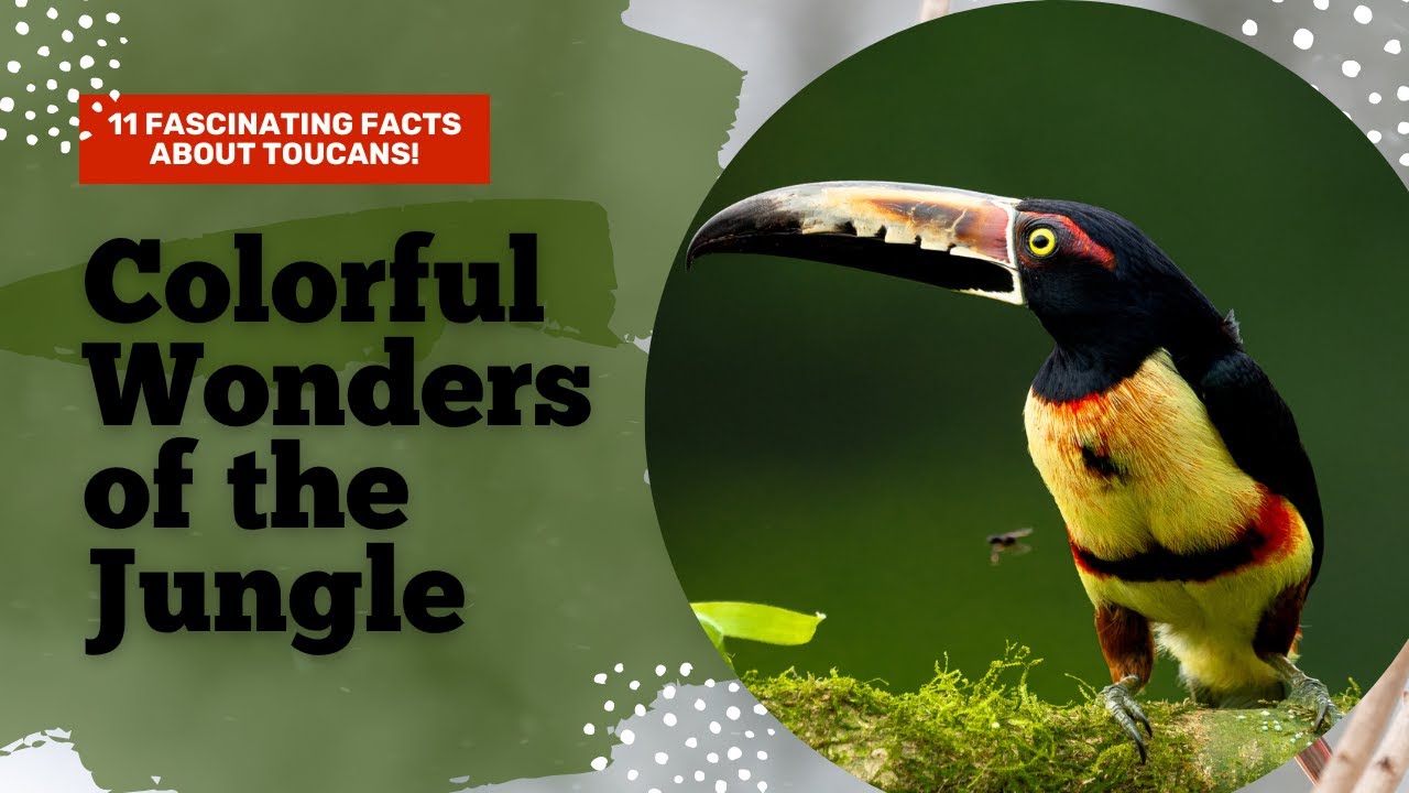 Colorful Wonders of the Jungle: 11 Fascinating Facts About Toucans ...