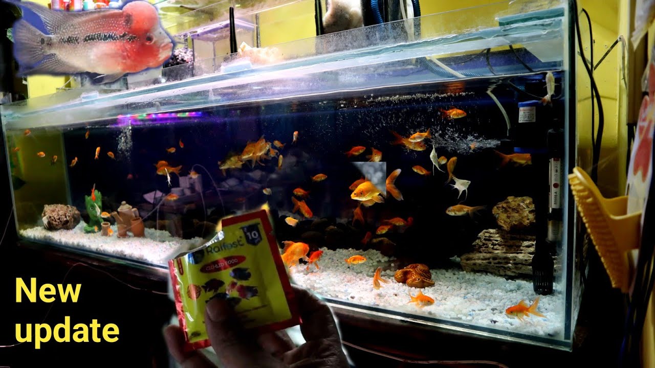 six feet tank update ! New fish unboxing ! Raifest fish feed - YouTube