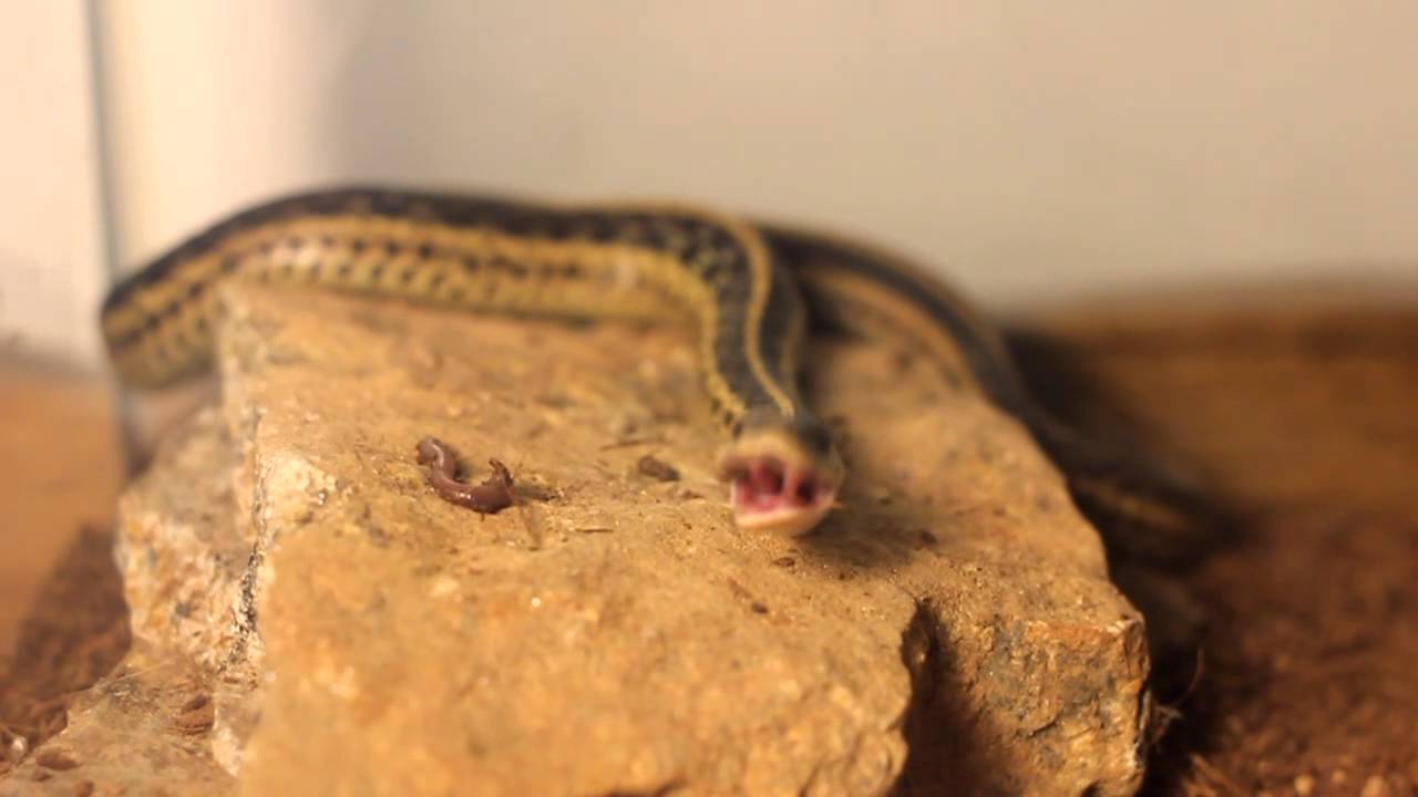 snake eating worms - YouTube