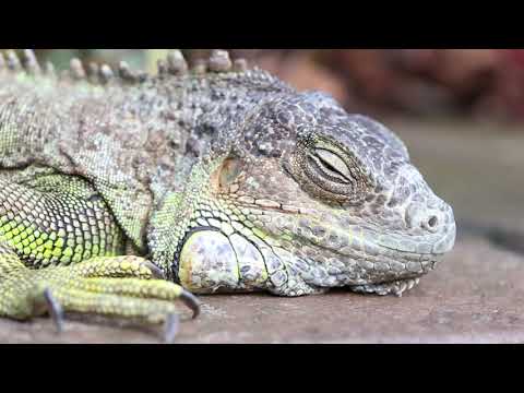 ( animals lover ) Chameleon Girgit HD videos. - YouTube