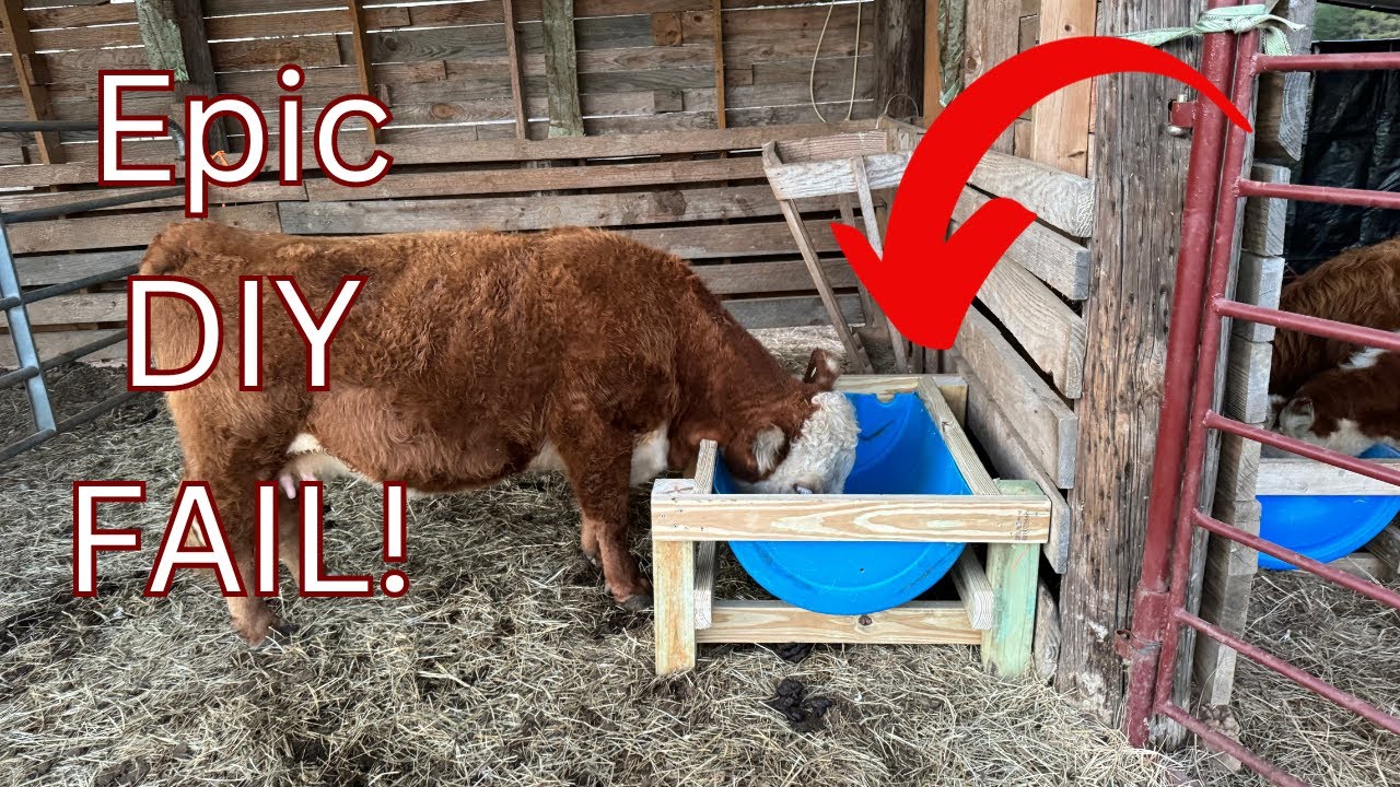 DIY Feeding Trough: Saving Money with Homestead Solutions - YouTube