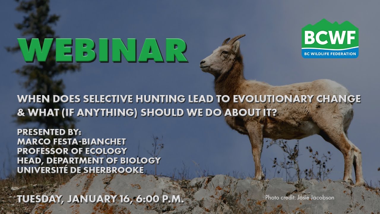 When does selective hunting lead to evolutionary change & what (if ...