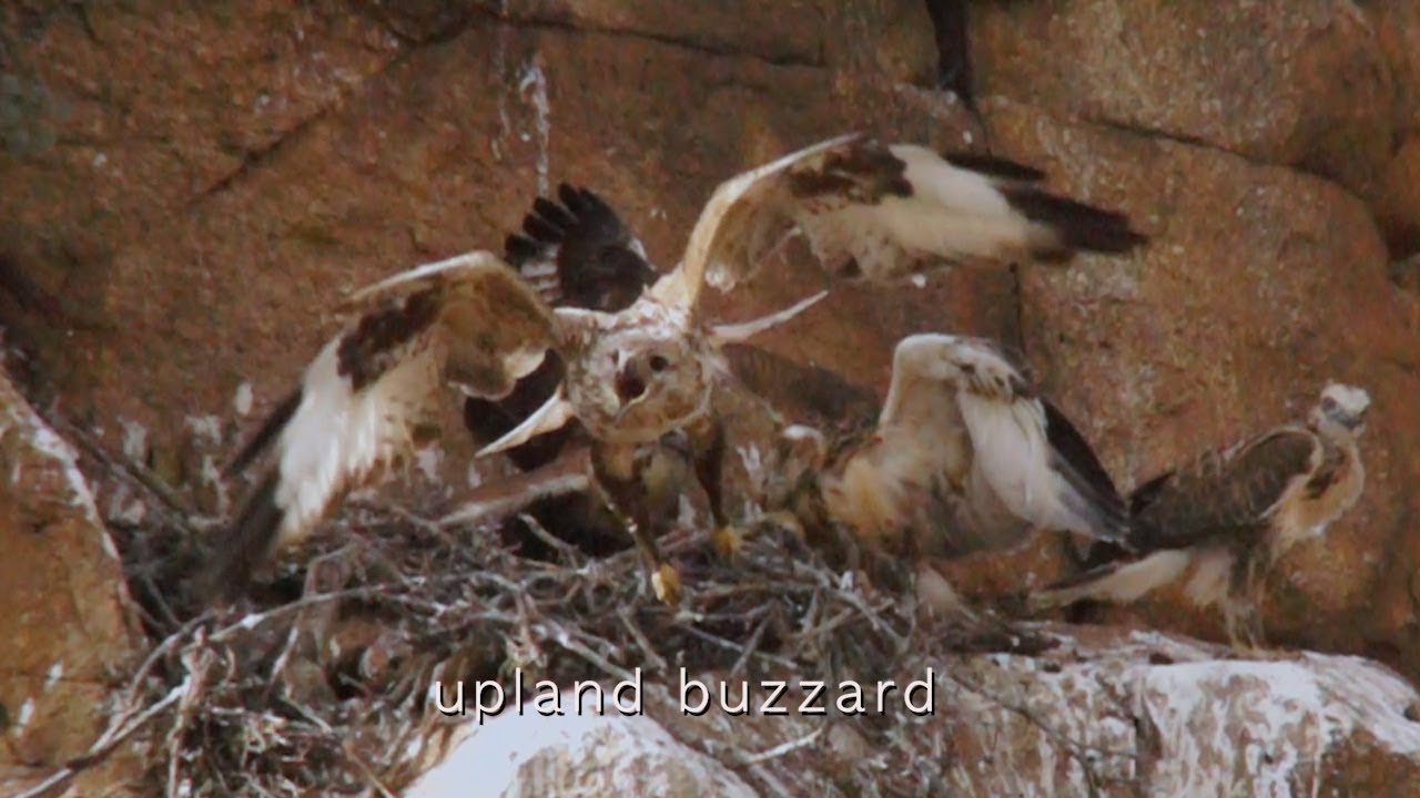 upland buzzard - Buzzard Hunting Pika. Gobi Desert - YouTube