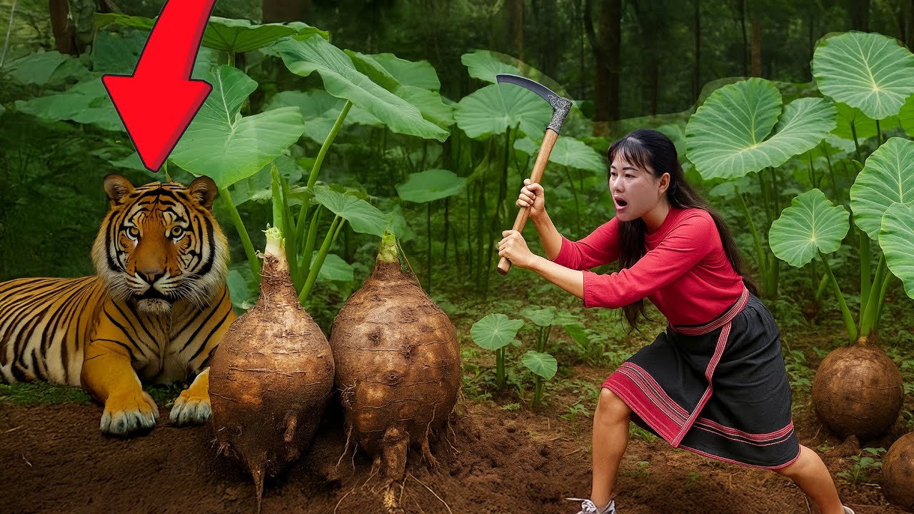 Digging Wild Taro US Goes To Market Sell | Woman Hears A Strange Sound ...