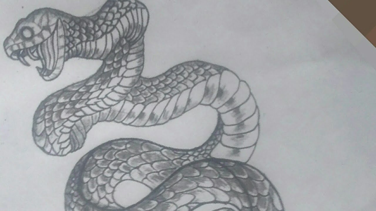 Cách tập vẽ rắn cho người mới bắt đầu