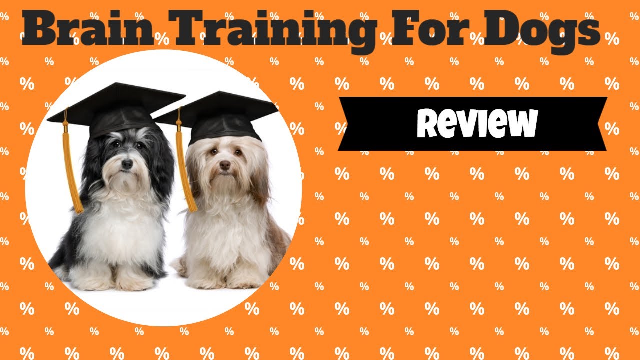 Brain Training For Dogs Review - Brain Training For Dogs Review | Does ...
