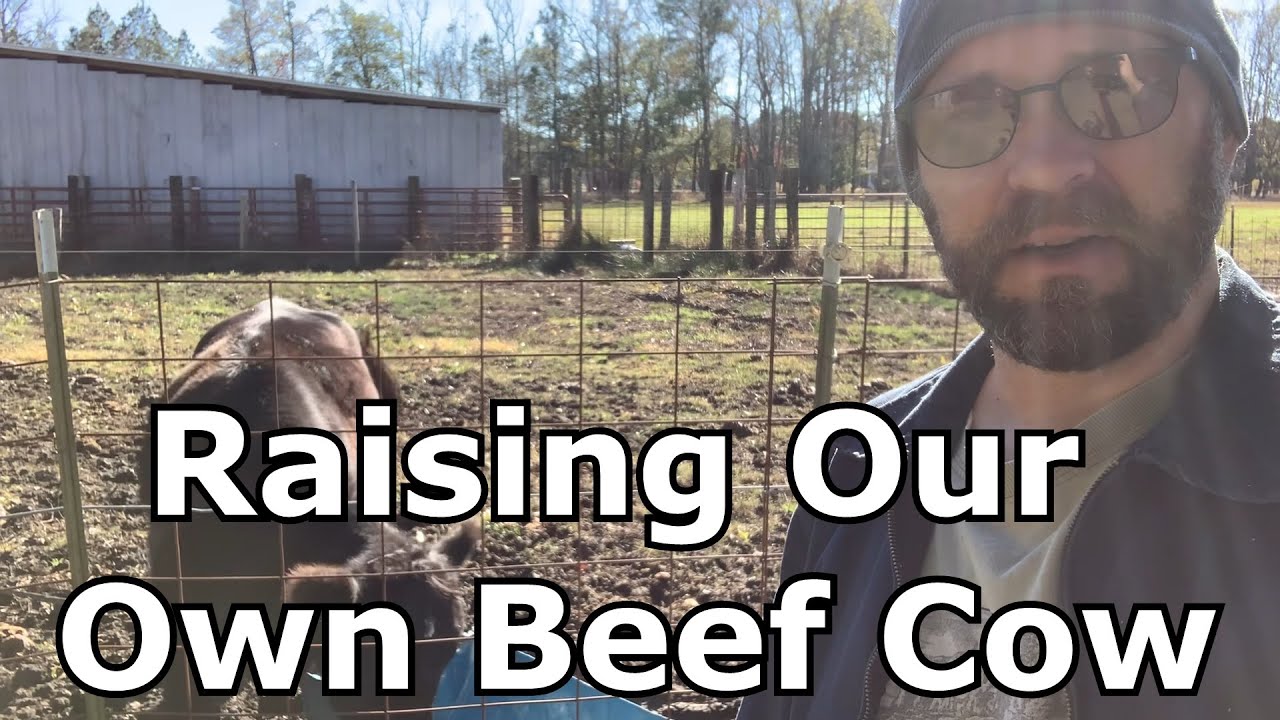 Raising Our Beef Cow "Being self reliant" - YouTube