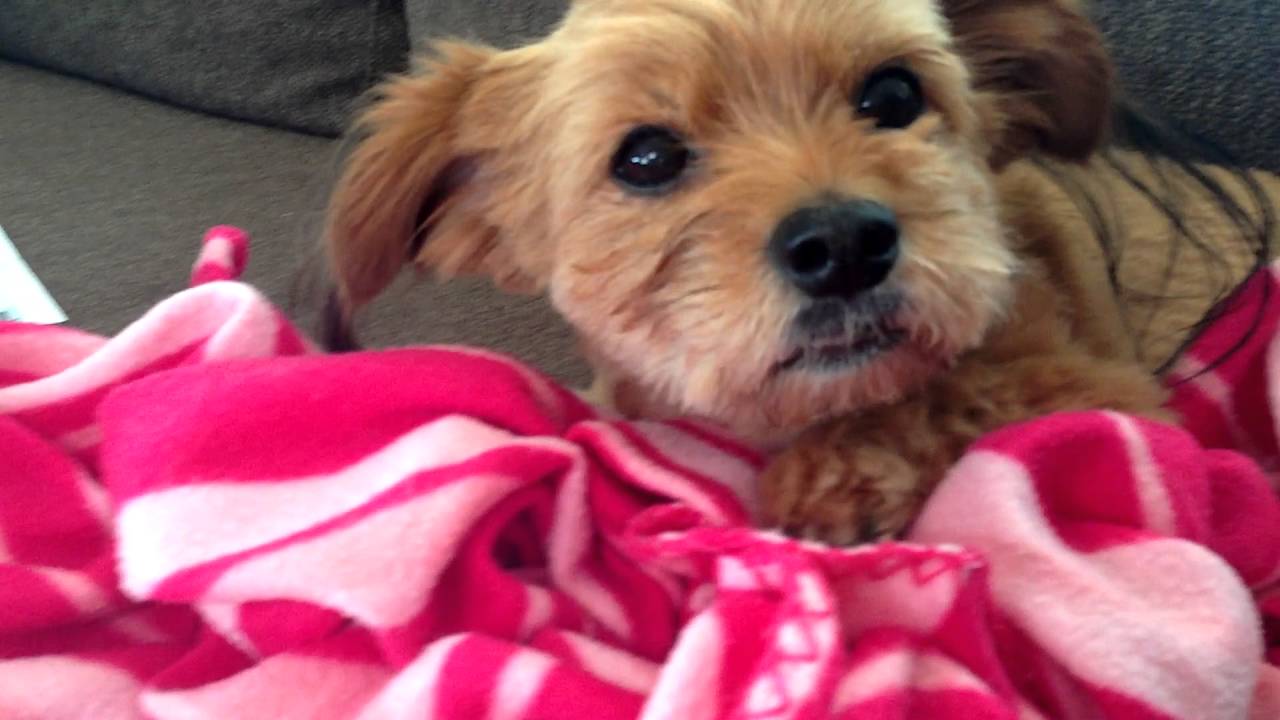 Cute Dog Sings Even More Opera! - YouTube