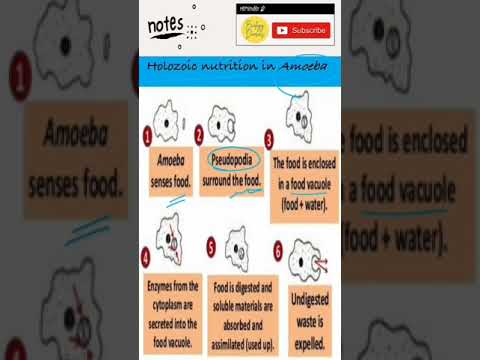 Holozoic nutrition in Amoeba #science #neet #gkinhindi #biology #sciencefacts #shorts #shortvideo