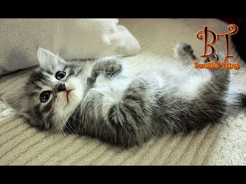 My kitty love tickling