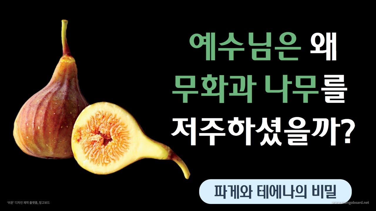 예수님은 왜 무화과 나무를 저주하셨을까 바이블tv 유월절 파게 테에나 베다니 성경통독 성경공부 저스트지저스 하마성경 초신자의