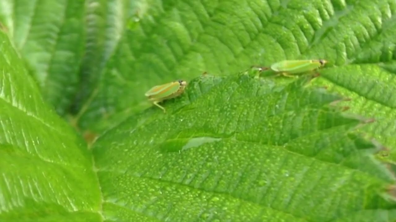 Candy Striped Leafhopper bug "flashing" - YouTube