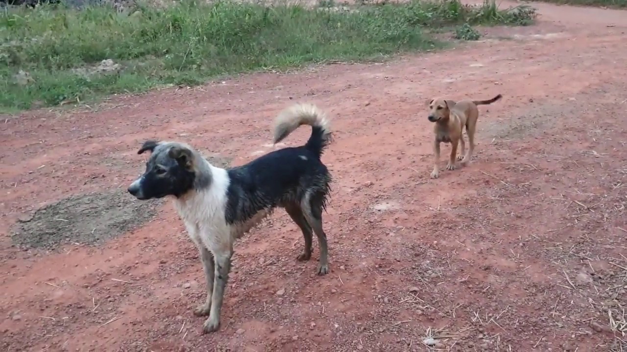 Rural Dogs, Village Dogs Feeding, Street Dogs Life!! - YouTube