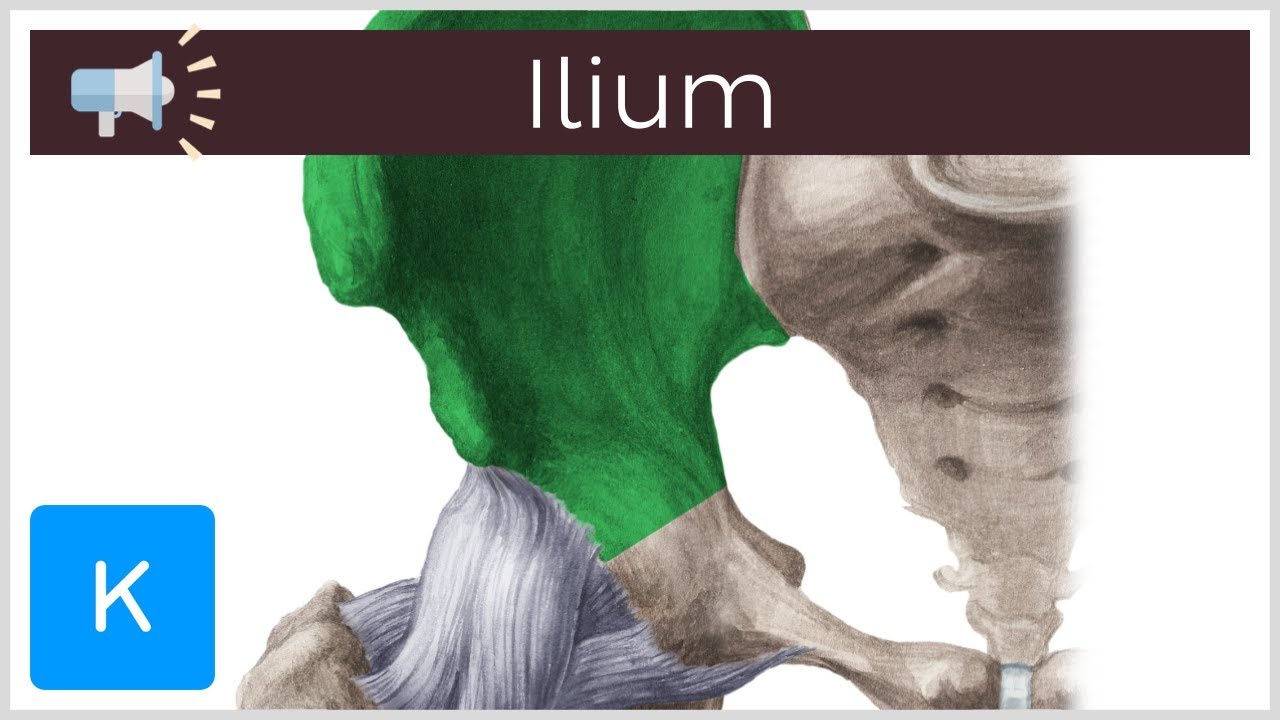 Ilium | Anatomical Terms Pronunciation by Kenhub - YouTube